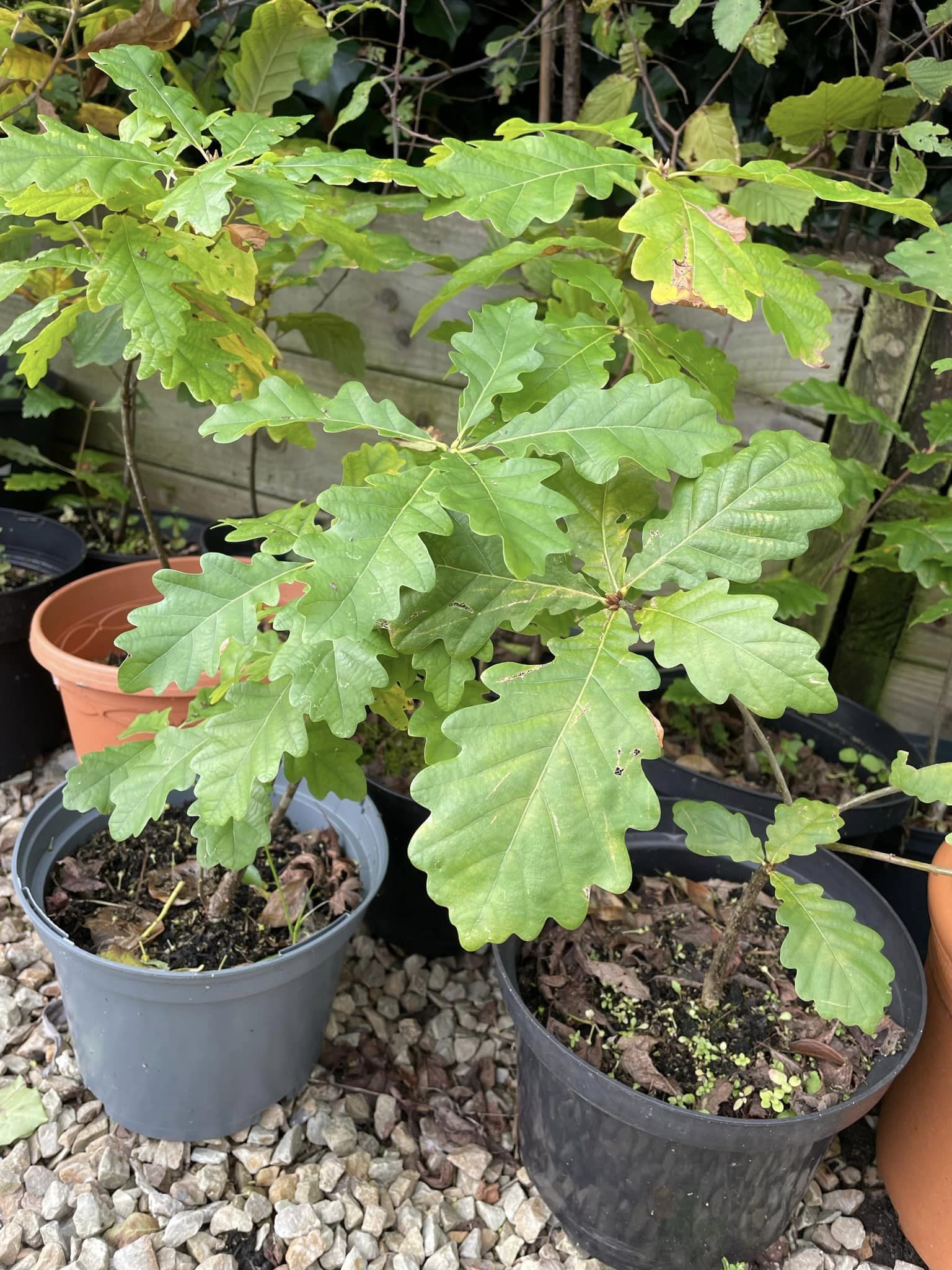 Growing Native Trees From Seed - Greystones Tidy Towns