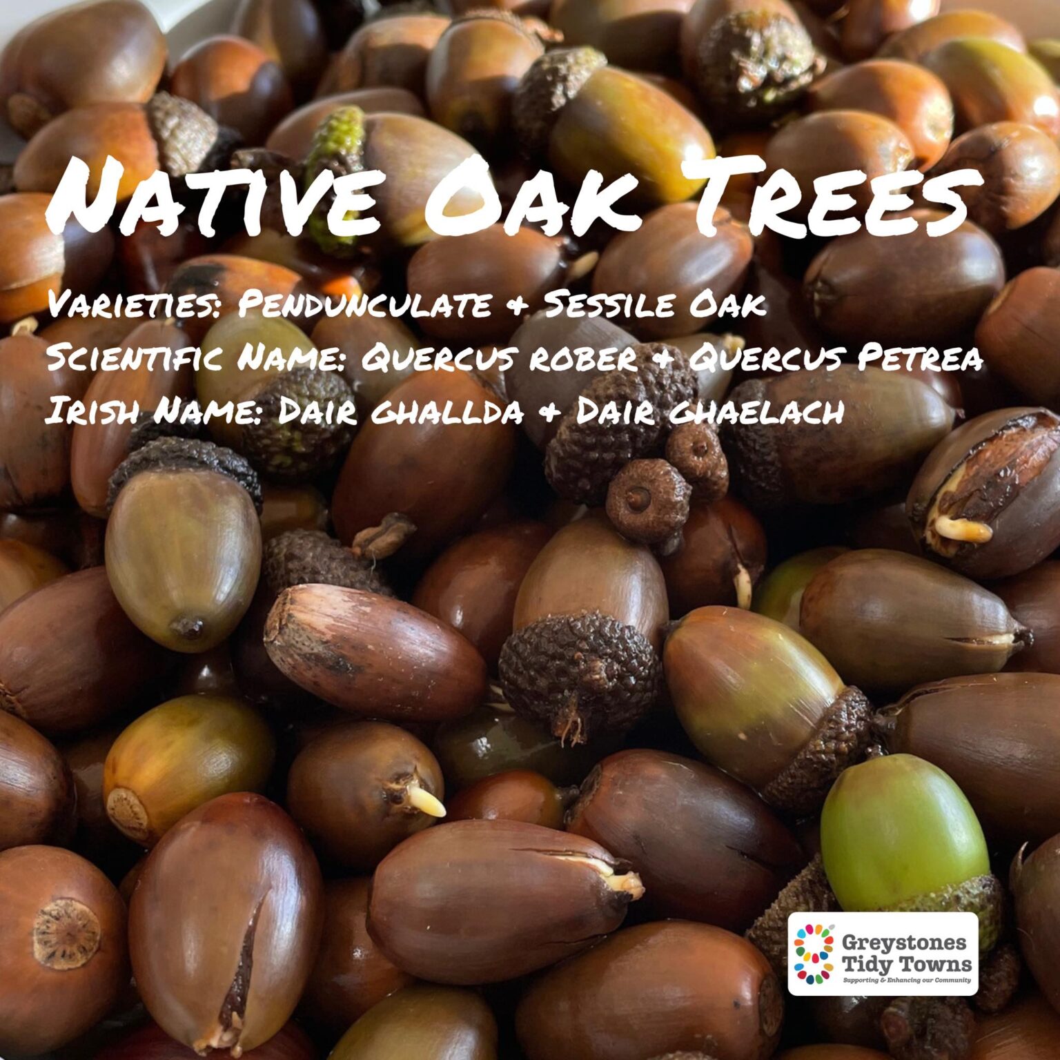 Acorn to Oak Tree - Greystones Tidy Towns