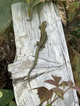 Ireland's Native Reptile - The Common Lizard - Greystones Tidy Towns